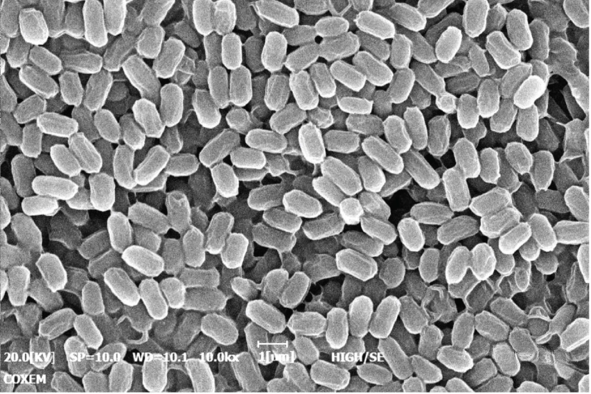 Table-top Scanning Electron Microscope (SEM EM-40) กล้องจุลทรรศน์ ...